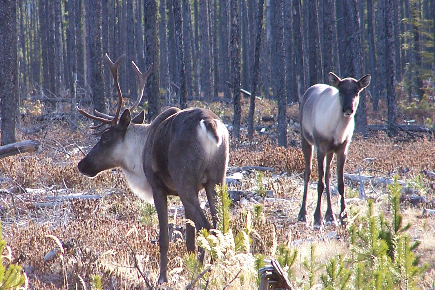 Request for an Expression of Interest for woodland caribou/forestry ...